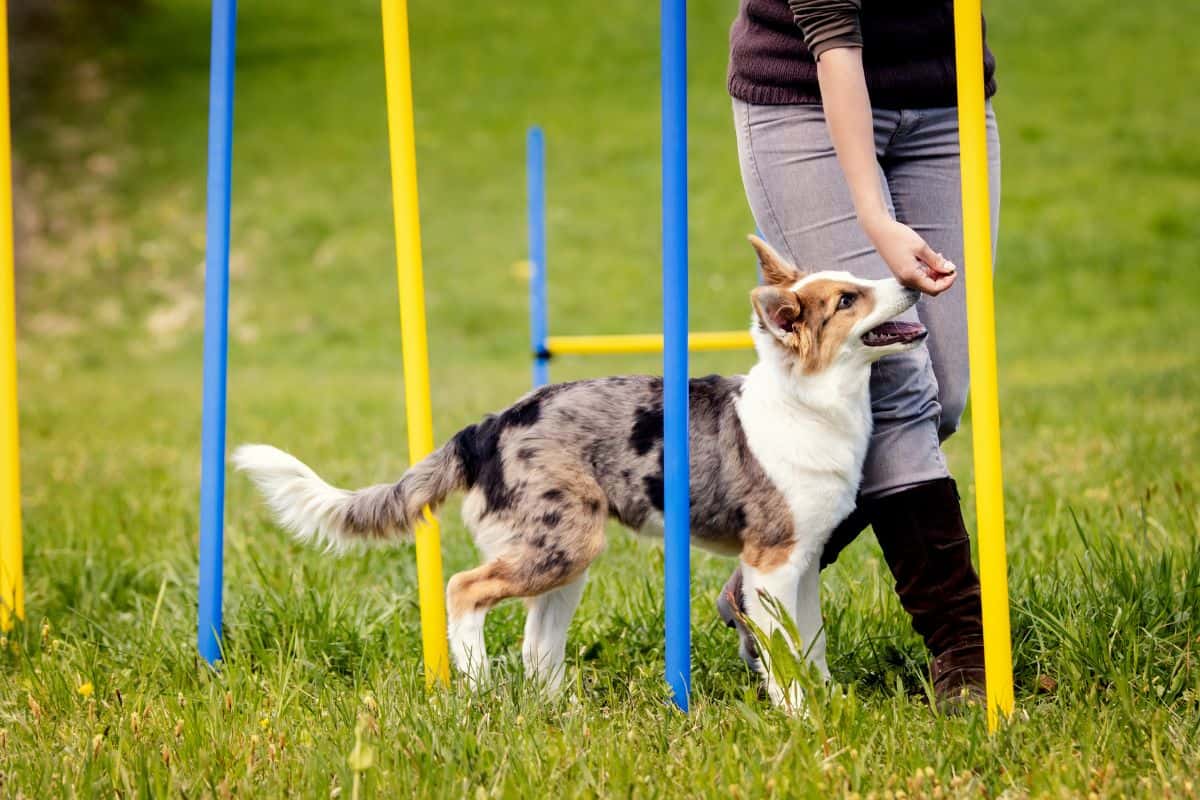 Victoria Dog Training - Connect with Professional Dog Trainers